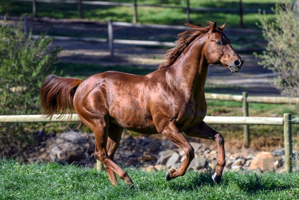Treble for Visionaire – Lammerskraal Stud